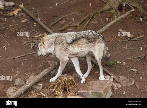 A Lone Timber Wolf In A Forest Scene Stock Photo Alamy