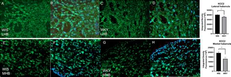 Digital Images Showing Kcc2 Expression In The Lhb Of Wis A B And Wky Download Scientific