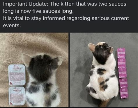 What Happens To Xiao At Friend Ship Lvl 10 Premium Team R Okzyox