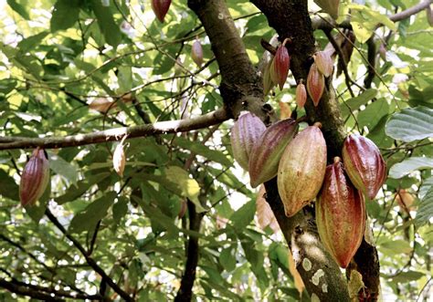 Ghana Unlikely To Fulfill All Cocoa Contracts After Weak Harvest