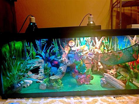 40 Gallon Bearded Dragon Tank Setup Ideas Ellyn Mead