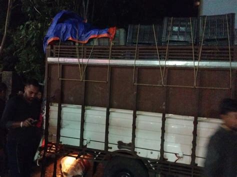 Cow Smuggling Was Done In Pickup Accused Absconding पिकअप से गौ
