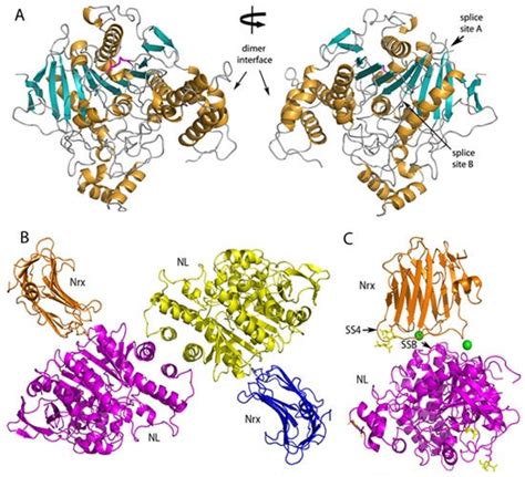 The Structures Of Synaptic Cell Adhesion Proteins Neuroligin 1 In Isolation And In Complex With