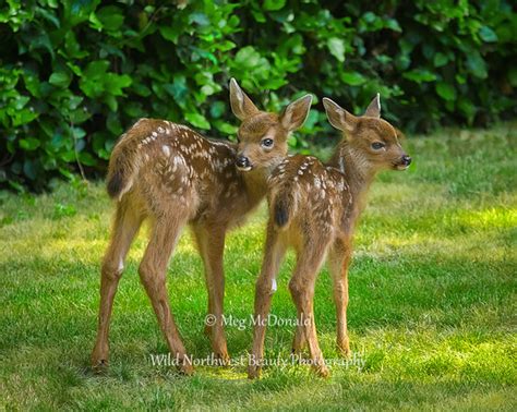 Wild Northwest Beauty Photography Pacific Northwest Wildlife