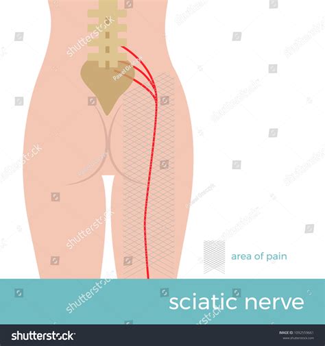 Sciatic Nerve Anatomy Illustration Showing Schematic 库存矢量图（免版税