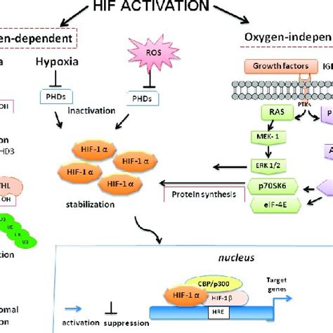 Hif Activation Hifs Are Heterodimeric Transcription Factors Subjected