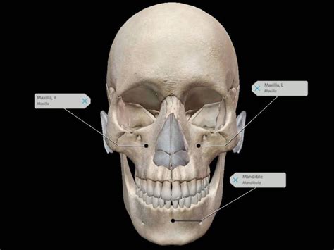 Open Wide A Guide To Dental Anatomy