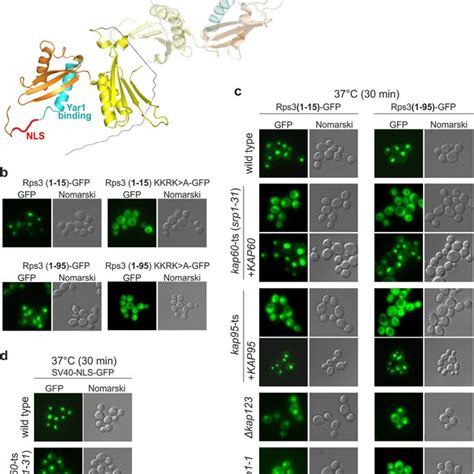 Pdf Nuclear Import Of Dimerized Ribosomal Protein Rps3 In Complex