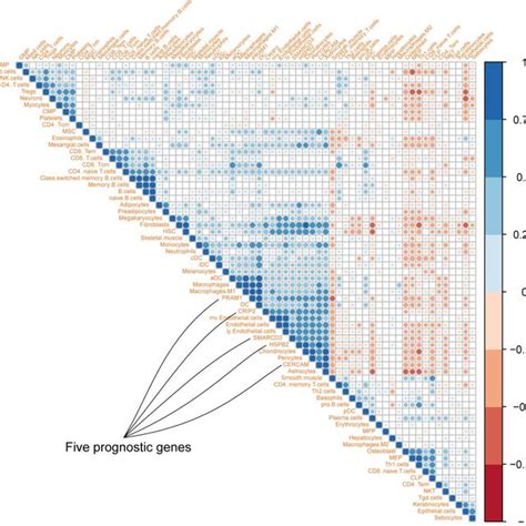 Correlation Map Of Five Genes With Different Cell Types In Colon Cancer