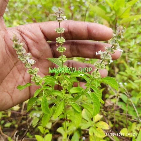 Jual BIBIT DAUN KEMANGI 50 POHON BIBIT RUKU RUKU CABUTAN LAMPES