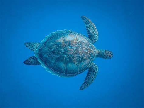 蓝海中游泳的海龟