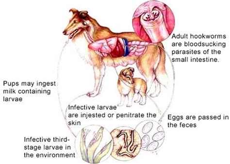 Hookworm Infection Brewster Veterinary Hospital
