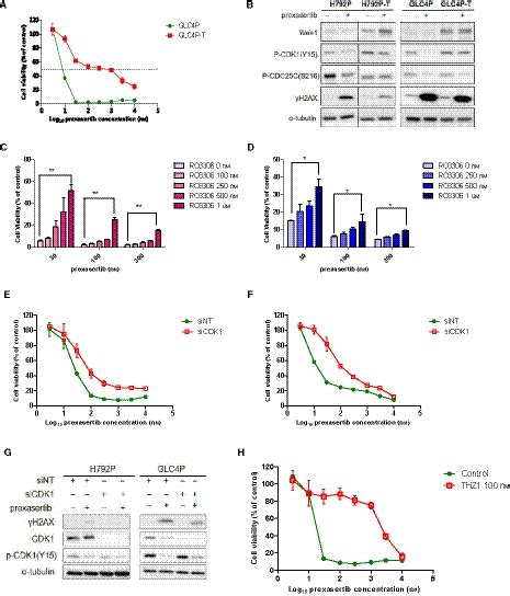Resistance To Chk1 Inhibitor Is Induced Via Cdk1 Inhibition A Cell