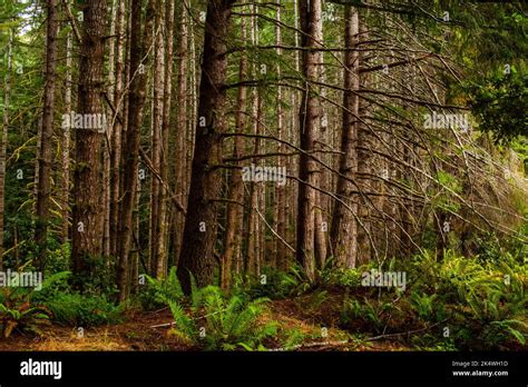 In The Redwood Forest Among The Giant Sequoia Stock Photo Alamy