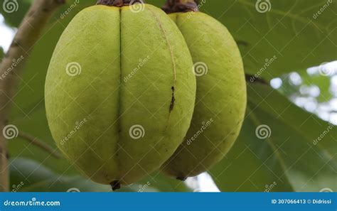 An Up Close Look At A Group Of Ripe Vivid Pawpaw With Intricate