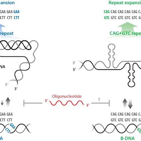 Chromosomal Location Of Genes In Nucleotide Repeat Disorders Bpes Download Scientific Diagram