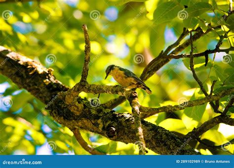 Bird In The Tree Stock Image Image Of Produce Flower 289102989