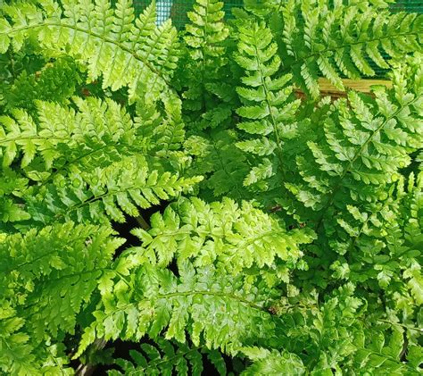 Polystichum Setiferum Dahlem