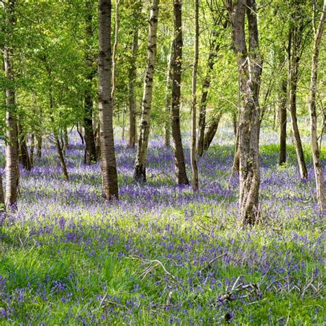 Tree Seed Provenance Where The Seed Comes From Rj Trees And Hedging Blogrj Trees And Tree Seed Provenance Where The Seed Comes From Rj Trees And Hedging Blogrj Trees And