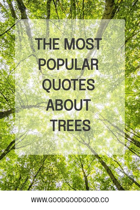 76 Absolute Best Quotes About Trees