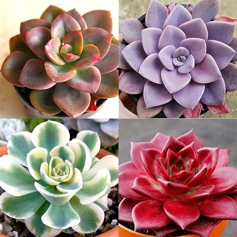 Qauzuy Garden 20 Mixed Echeveria Hen And Chicks Seeds