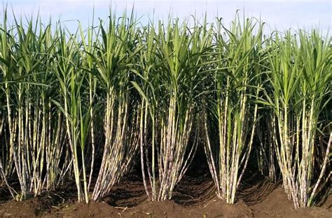 Prabhudevalg राज्यातील साखर कारखान्यांना मोठा दिलासा Ethanol Ban Lifted