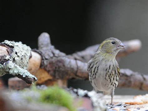 Les Oiseaux Du Le Tarin Des Aulnes Carduelis Spinus