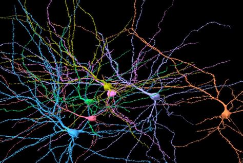 Neurons In The Brain