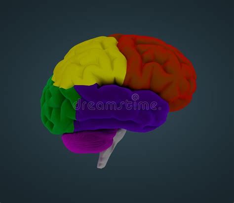 3d Rendering Illustration Of Brain Stock Illustration Illustration Of Thalamus Naked 226094087