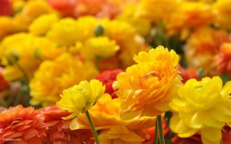 黄色とオレンジの花畑1920 X 1200の壁紙 壁紙キングダム Pc・デスクトップ版 Goedemorgen