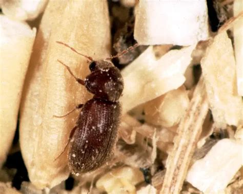 Drugstore Beetle Facts Diet Habitat And Pictures On Animaliabio