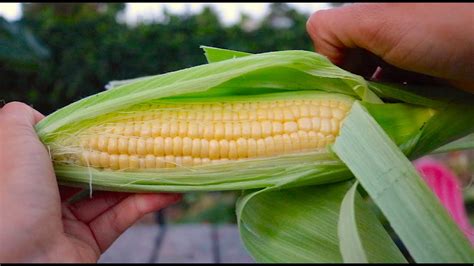 How To Hand Pollinate Corn Youtube