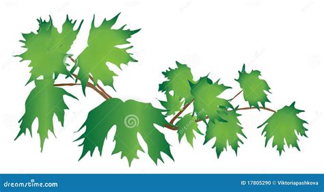 Branch Maple Stock Illustration Illustration Of Pattern 17805290