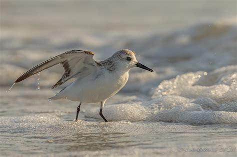 Sanderling Forum Für Naturfotografen