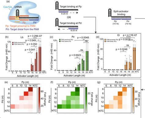 Programmable Rna Detection With Crispr Cas12a