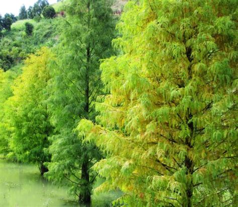 Taxodium distichum (Таксодиум-блатен кипарис) | Растения за градината