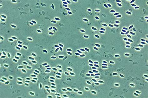 Phase Contrast Microscopy Images On Display