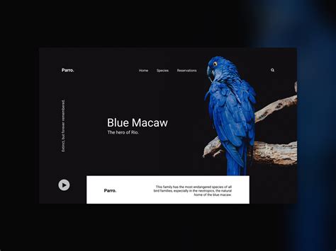 Macaw UI By Cristian Daniel On Dribbble
