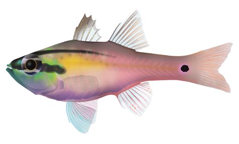 Half Lined Cardinalfish Apogon Semilineatus Marinewise