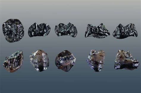 Tiny Great Ape Fossils Identified As New Species From Europe
