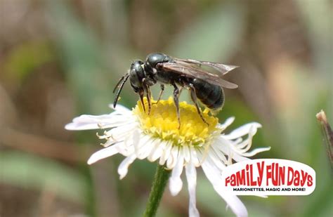 Backyard Bugs Payomet Performing Arts Center