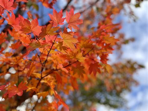 Fall Leaves Of Shiga Kogen