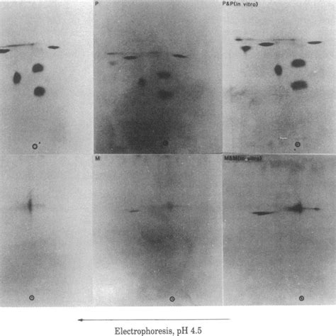 Upper Two Dimensional Tryptic Peptide Mapping Of Download