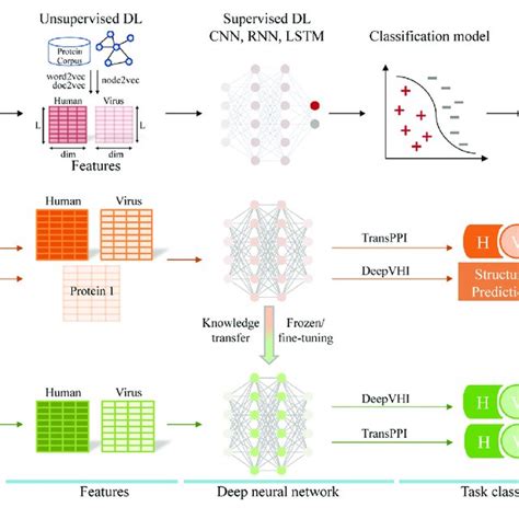 A Workflow Of Human Virus Ppi Prediction Covering Dataset
