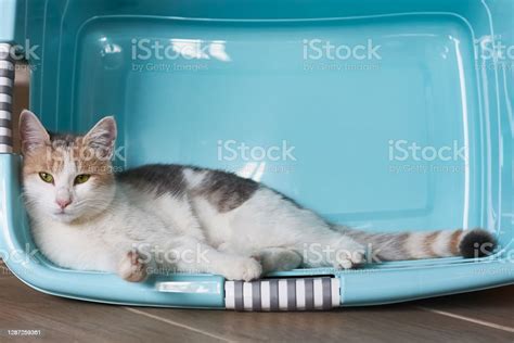 플라스틱 청록색 분지에 누워 재미 귀엽고 아름다운 나무 색깔의 생강 국내 고양이 수의학 및 인터내셔널 고양이의 날 개념 선택적 초점 발톱 달린 발에 대한 스톡 사진 및 기타