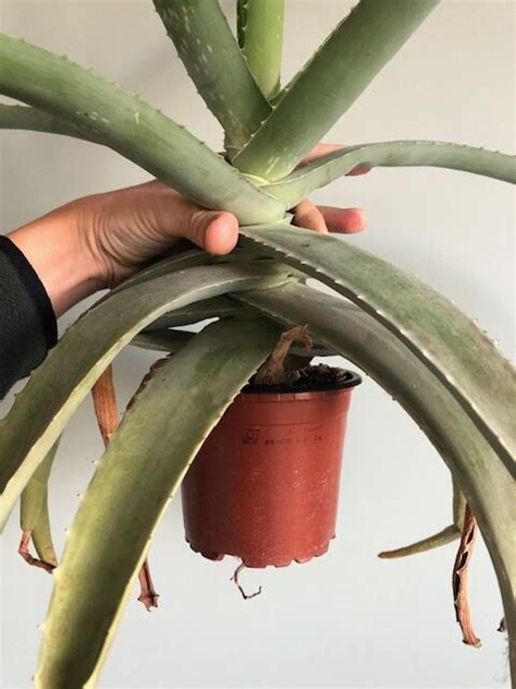 Planter Une Aloe Vera En Pot Quand Et Comment Main Verte Marion