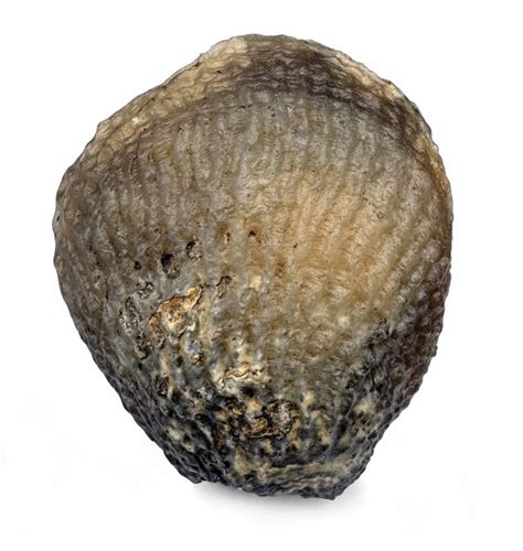 Fossils For Sale Fossils Silicified Agatised Fossil Scallop Bivalve Shell From Morocco