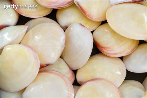 Shell Series Sea Shells In Various Colors 이미지 2162374394 게티이미지뱅크