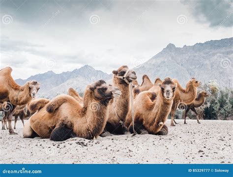 Herd Of Camels On The Sands Of Nubra Valley India Royalty Free Stock