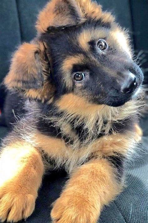 This Cute German Shepherd Puppy 🐶 Rcute